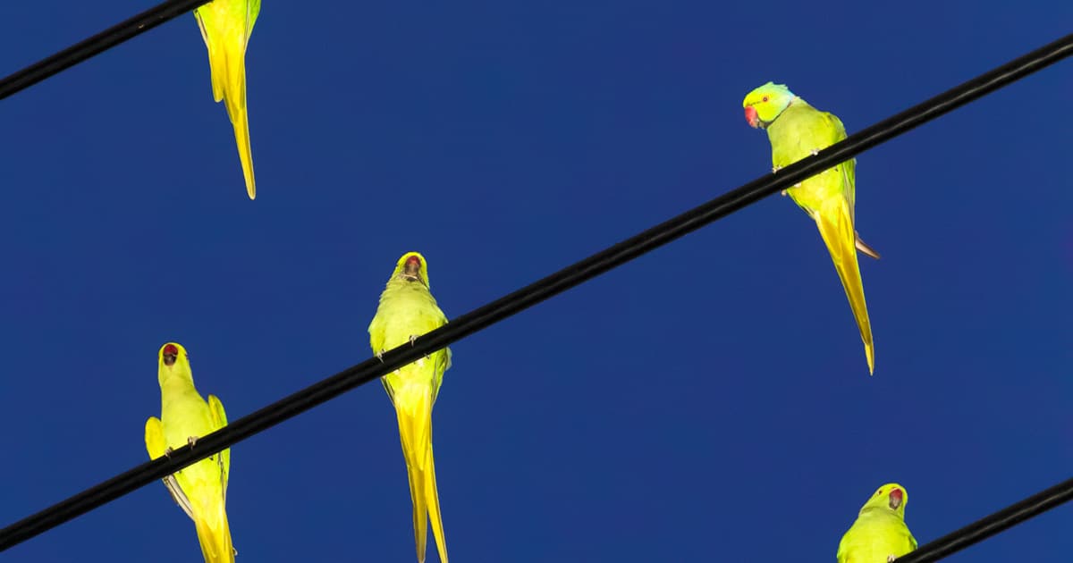 Colors / Tokyo Parrots | Exhibition | IMA ONLINE